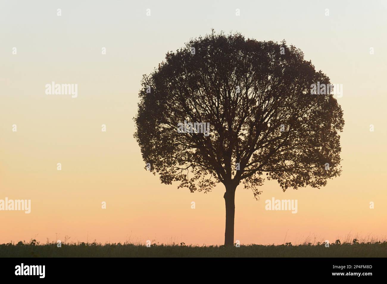 Tree with spherical crown hi-res stock photography and images - Alamy
