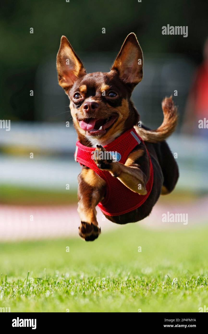 Running miniature pinscher hi-res stock photography and images - Alamy