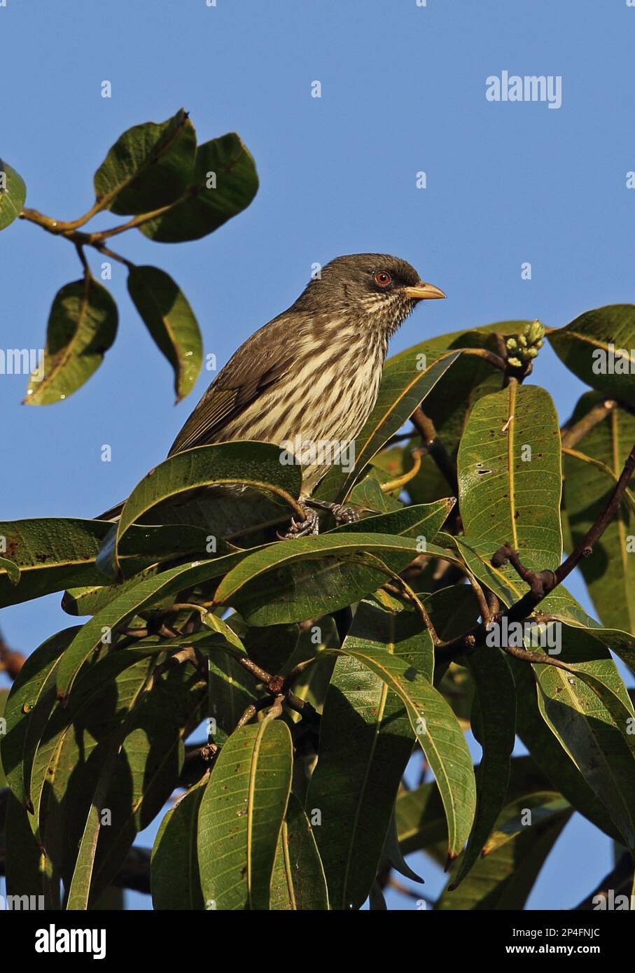 Dominican republic national bird hi-res stock photography and images ...