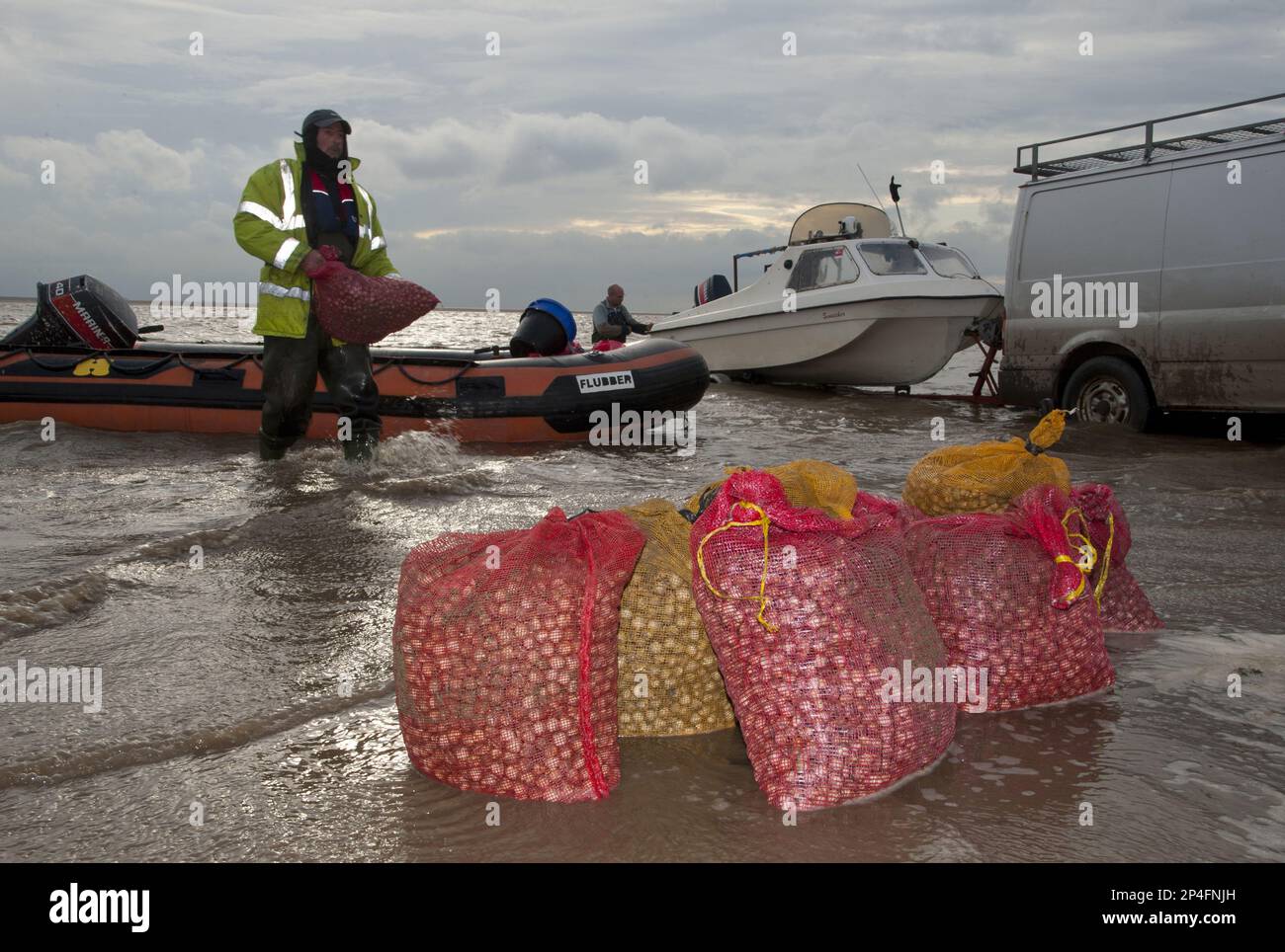 Licensed cockle pickers unloading bags from boats after picking from ...