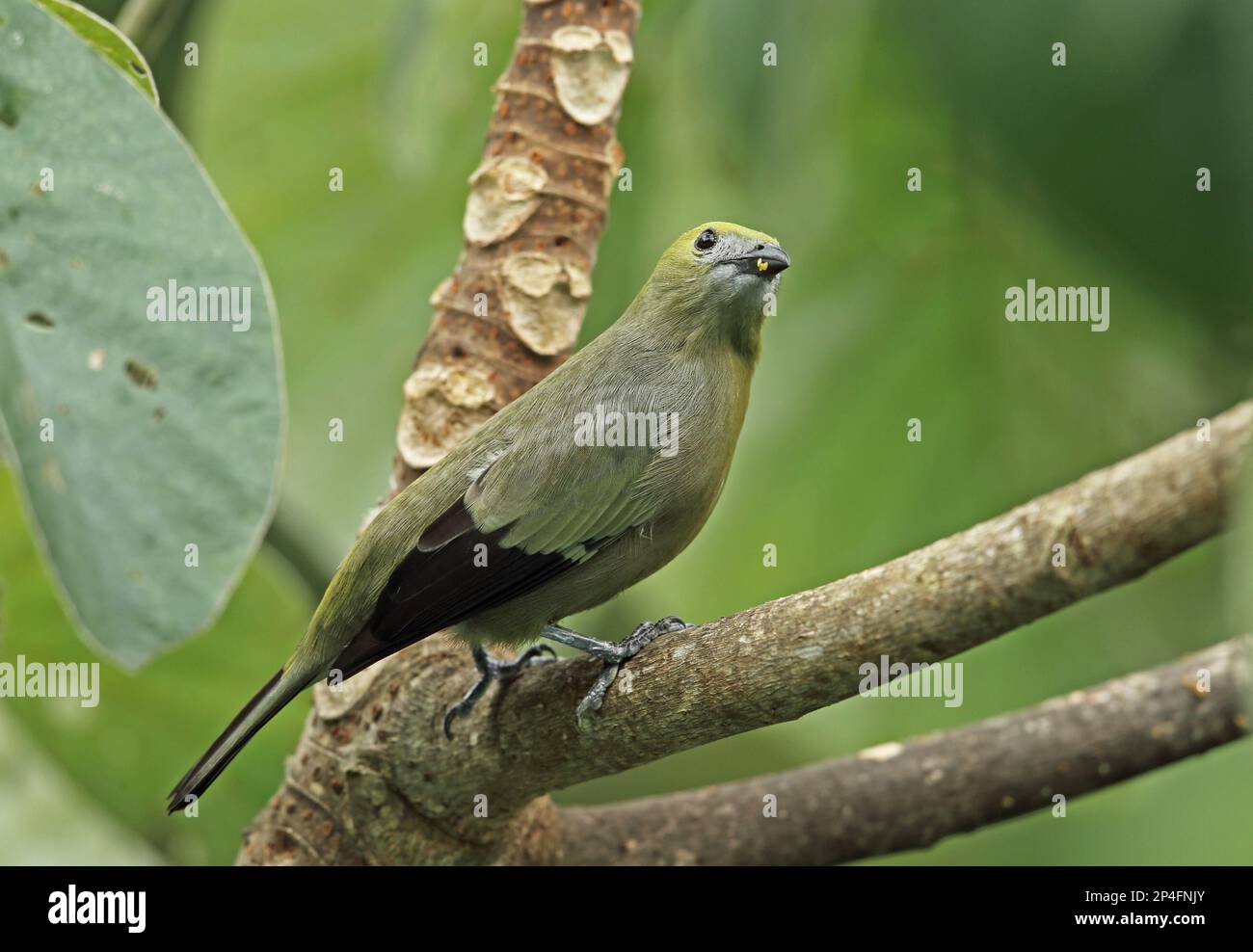 Adult palm tanager (Thraupis palmarum atripennis), sitting on a branch ...