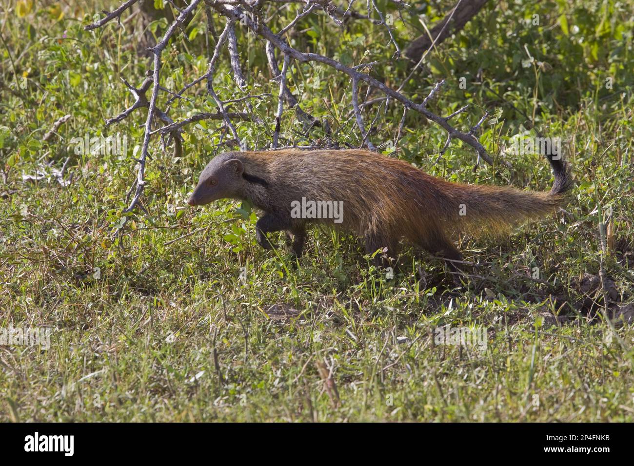 Herpestes viticollis, Neck-striped mongoose, Neck-striped mongoose ...