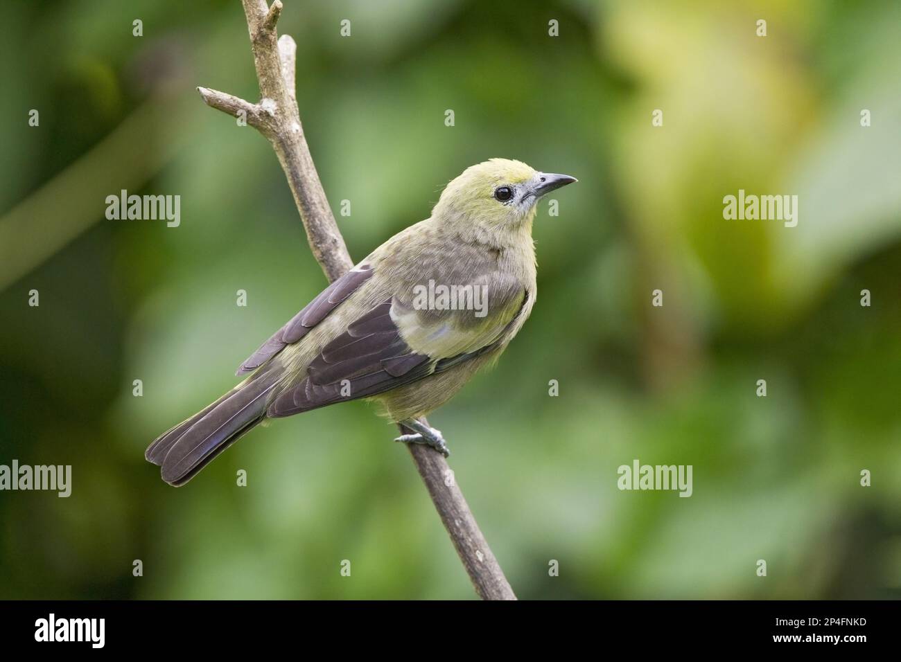 Palm Tanager, palm tanagers (Thraupis palmarum), Tanagers, Songbirds ...
