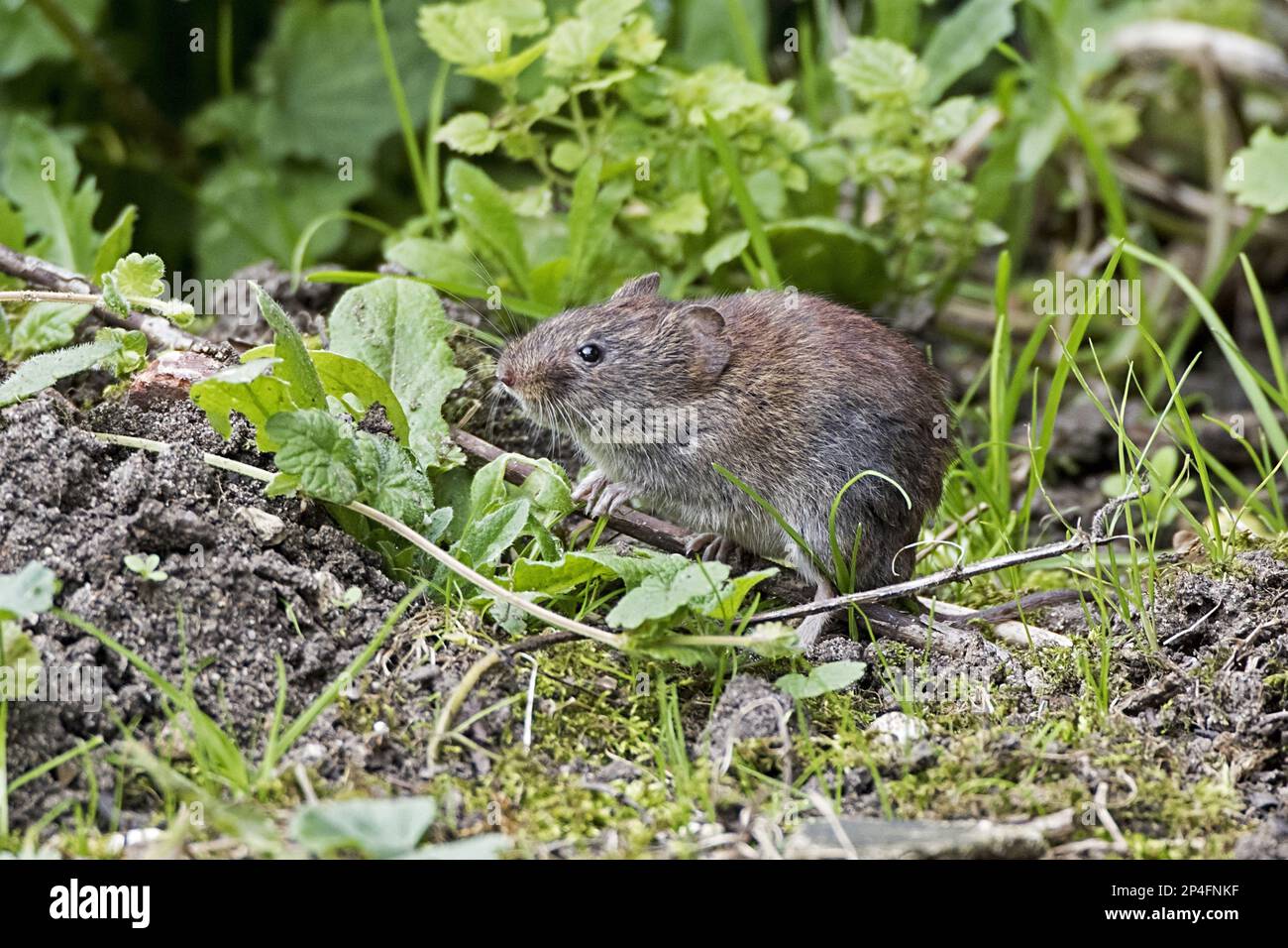 Mouse in hedge in england hi-res stock photography and images - Alamy