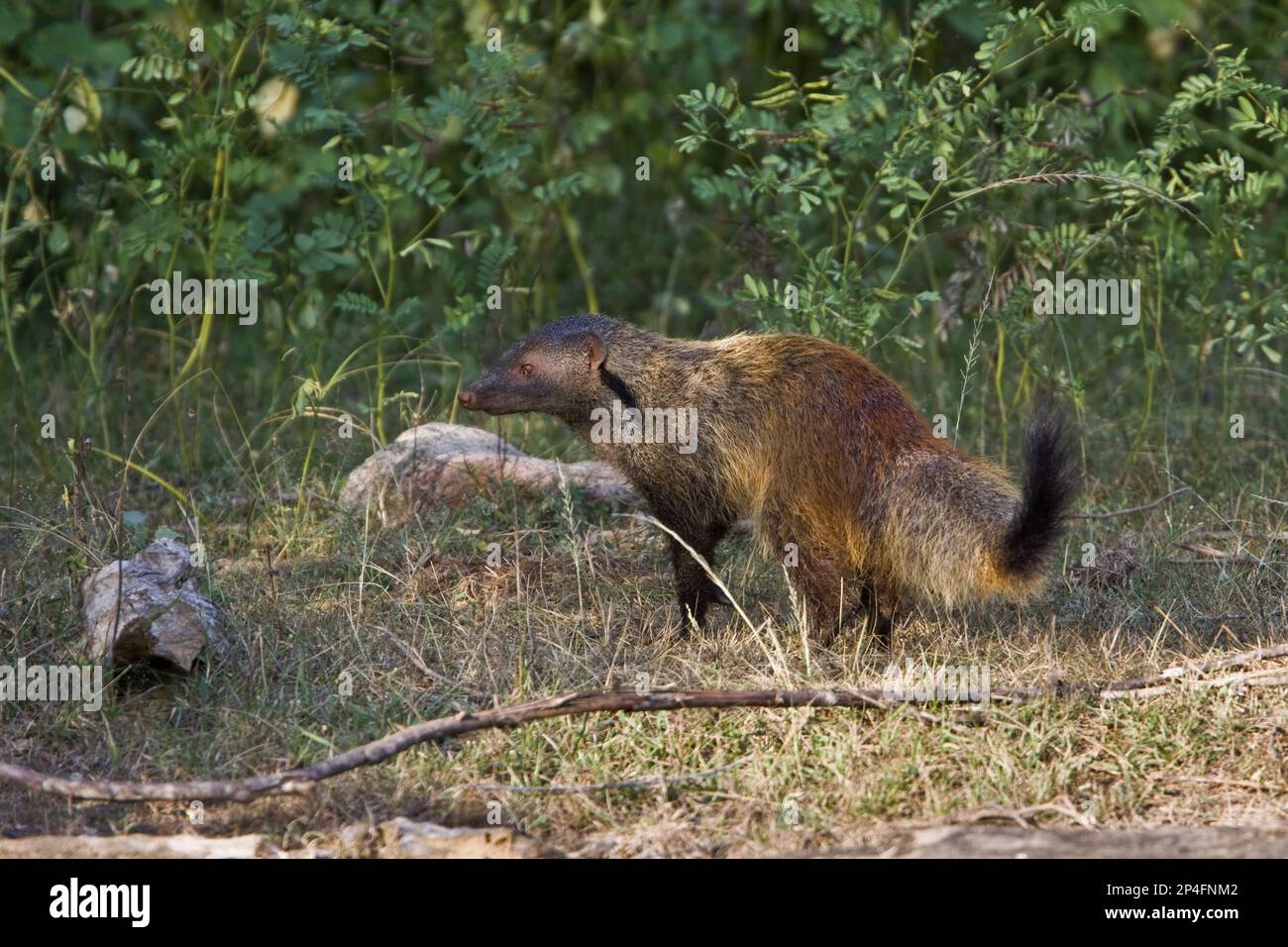 Herpestes viticollis, Stripe-necked mongoose, Neck-striped mongoose ...