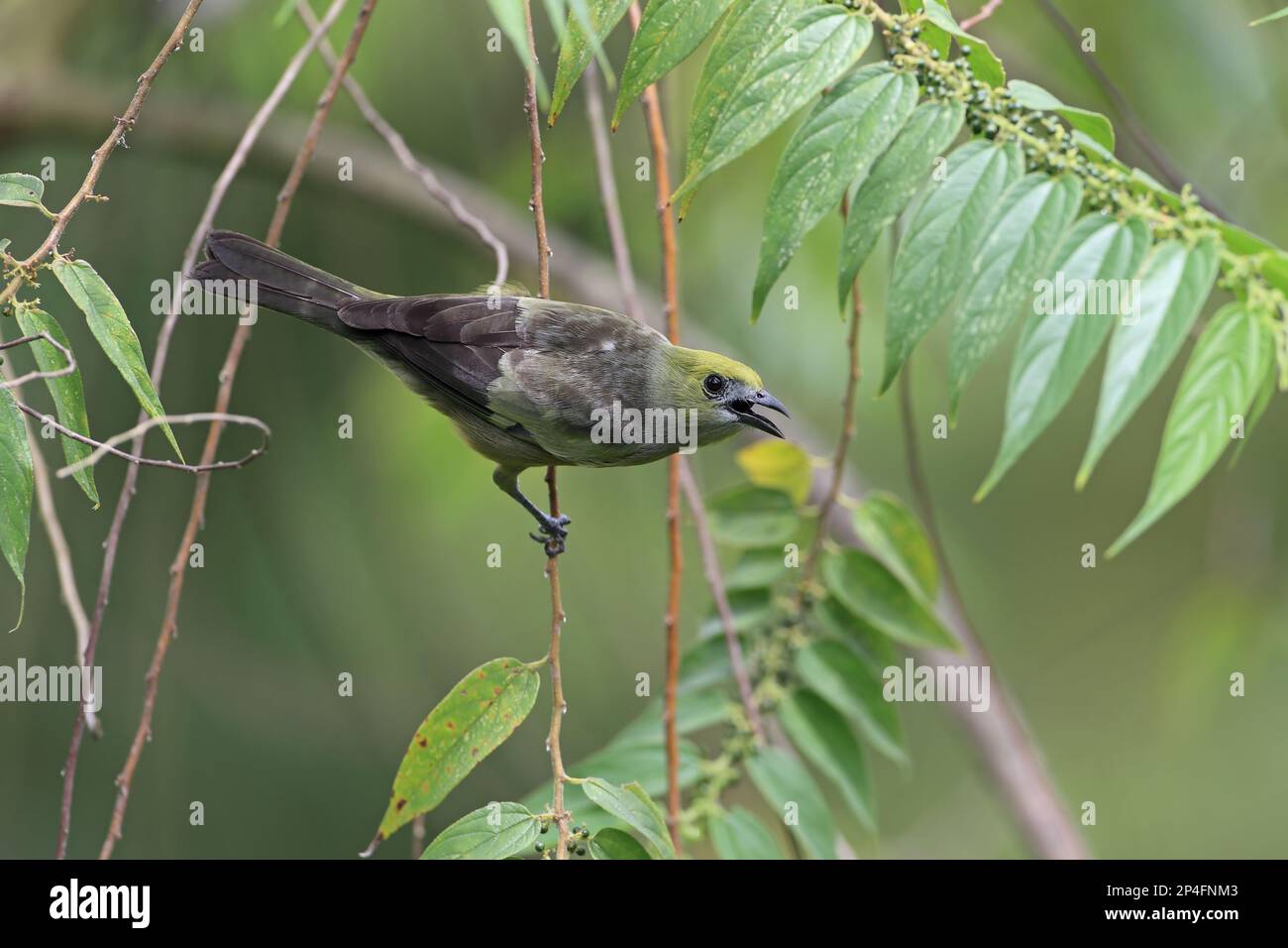 Palm Tanager (Thraupis palmarum) adult, with beak open, perched on stem ...