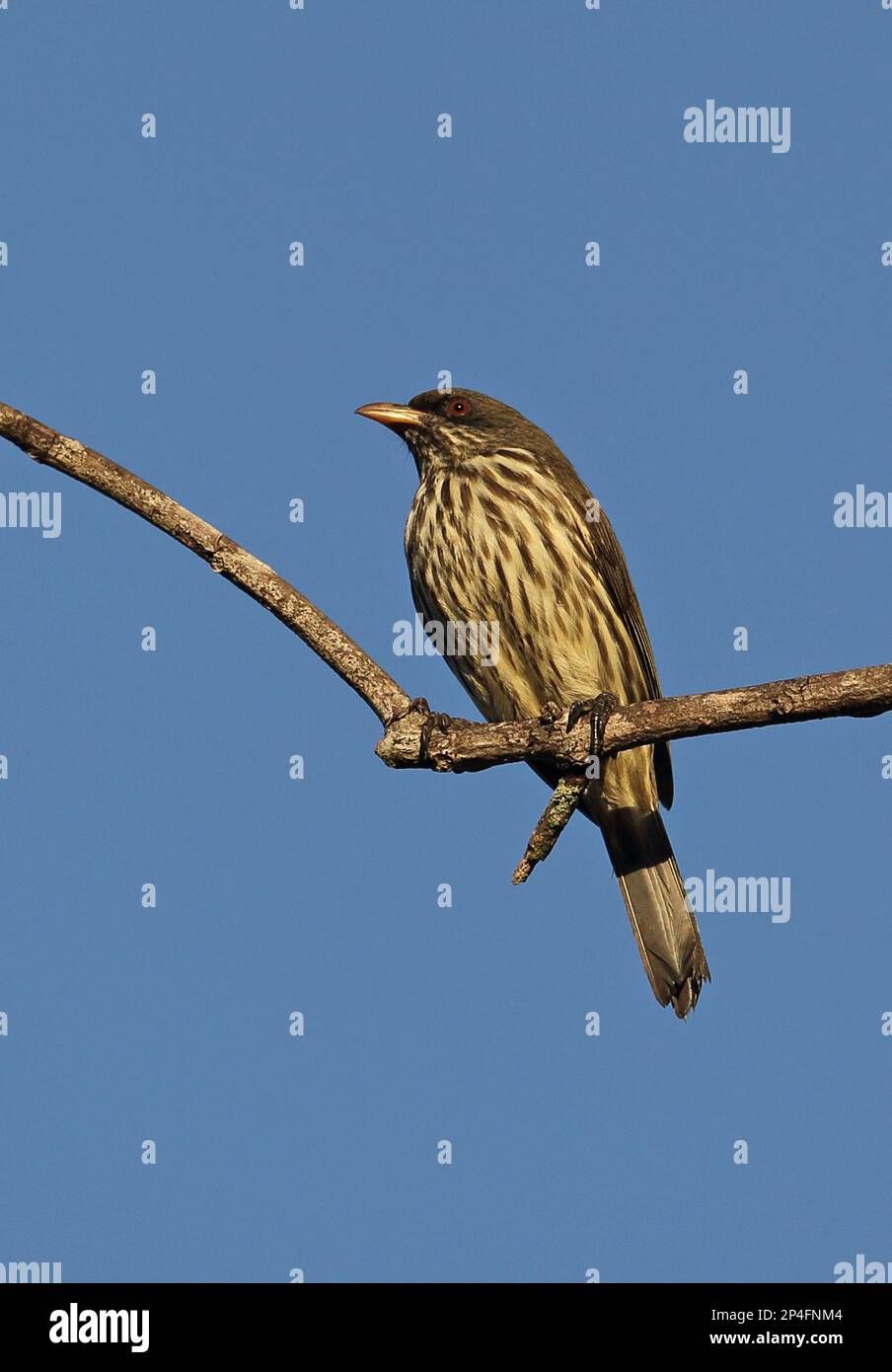 Dominican republic national bird hi-res stock photography and images ...