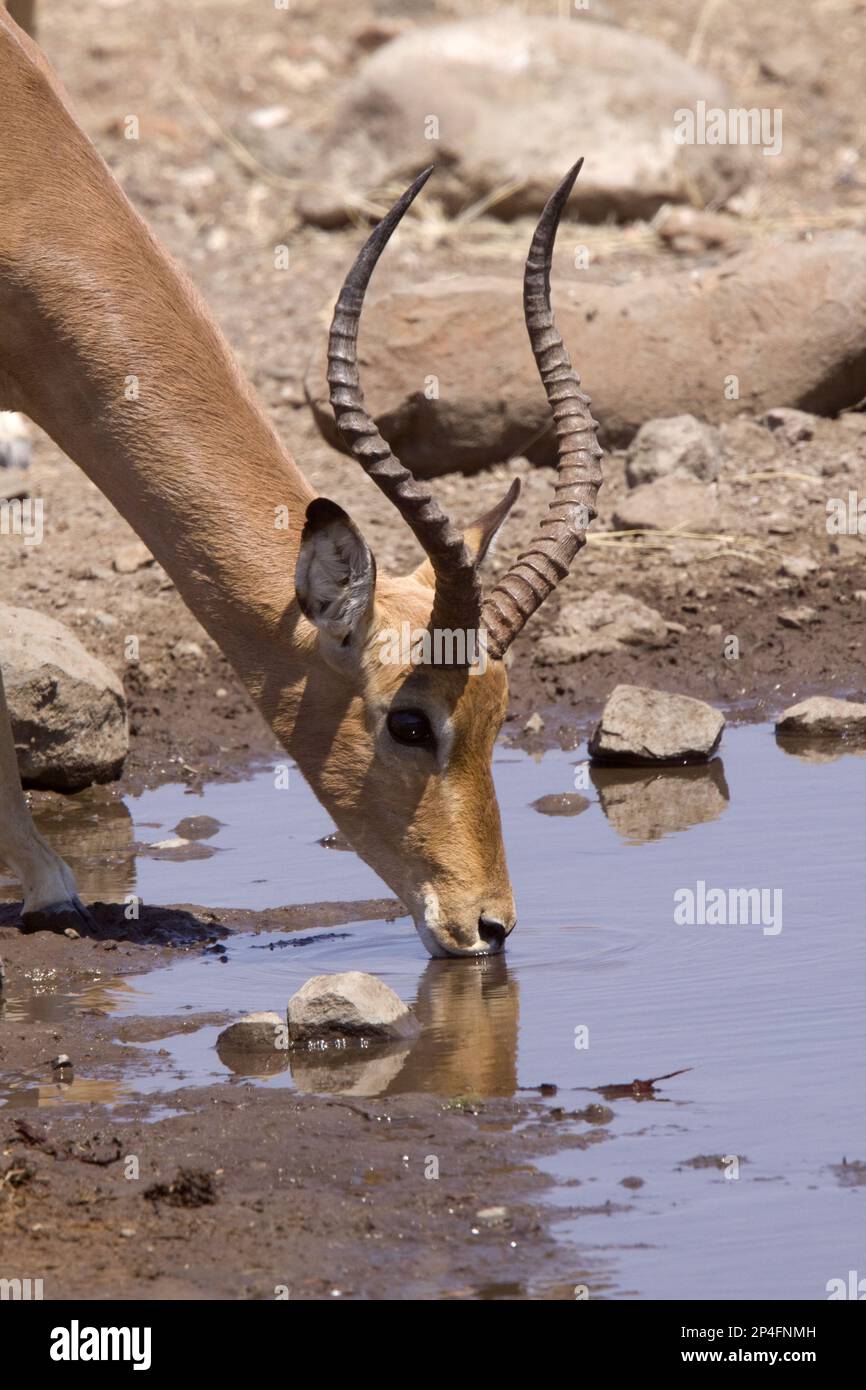 Impala, Black heeled antelope, Impalas, Black heeled antelopes ...