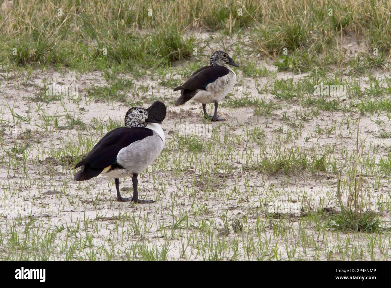 Mute Goose, Mute Goose, Mute Duck, Shining Duck, Mute Duck, Shining ...