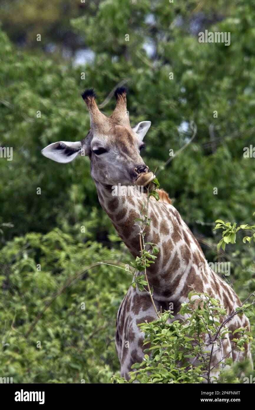 Giraffes, ungulates, even-toed ungulates, mammals, animals, Giraffe ...