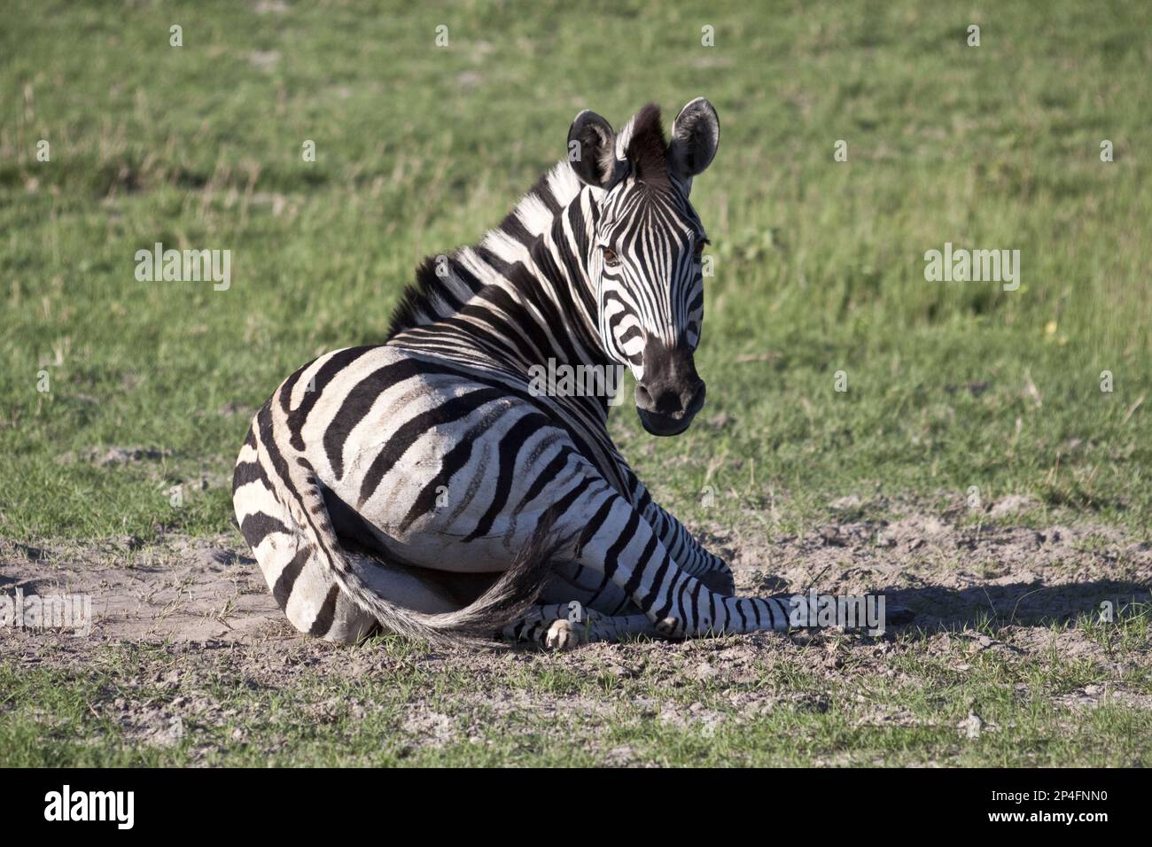 steppe zebra, Burchell's zebra (Equus burchellii) Burchell's zebra ...