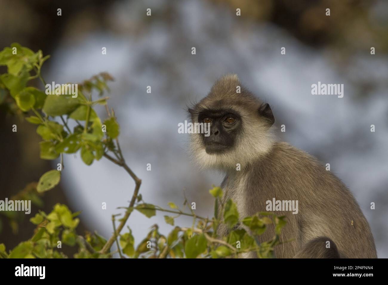 Priam, Ceylon hulman, Ceylon hulmans, Southern Hanuman langur ...