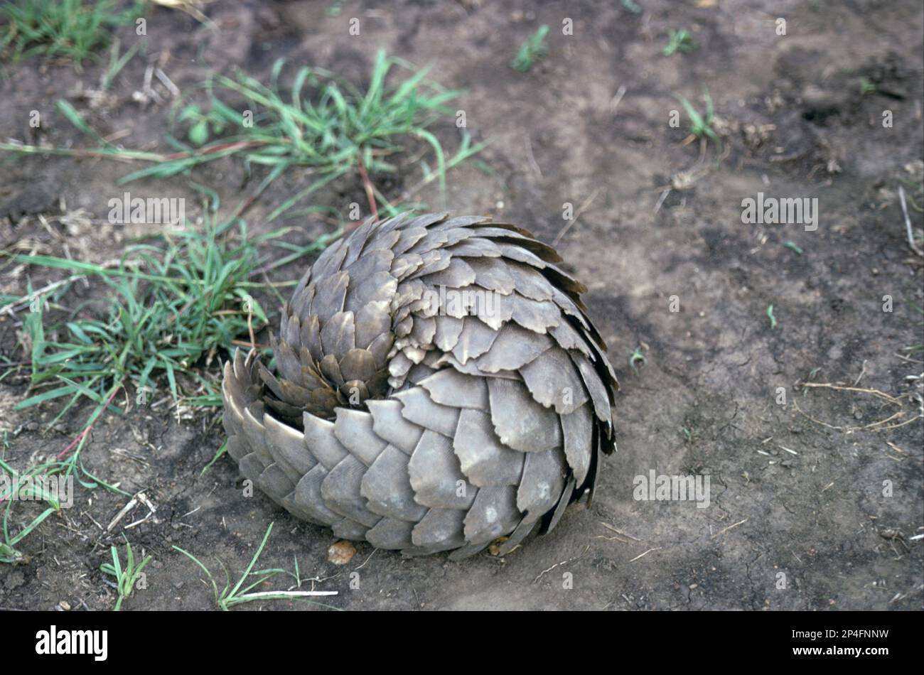 Ground pangolin (Smutsia temminckii), steppe pangolin, mammals, animals ...