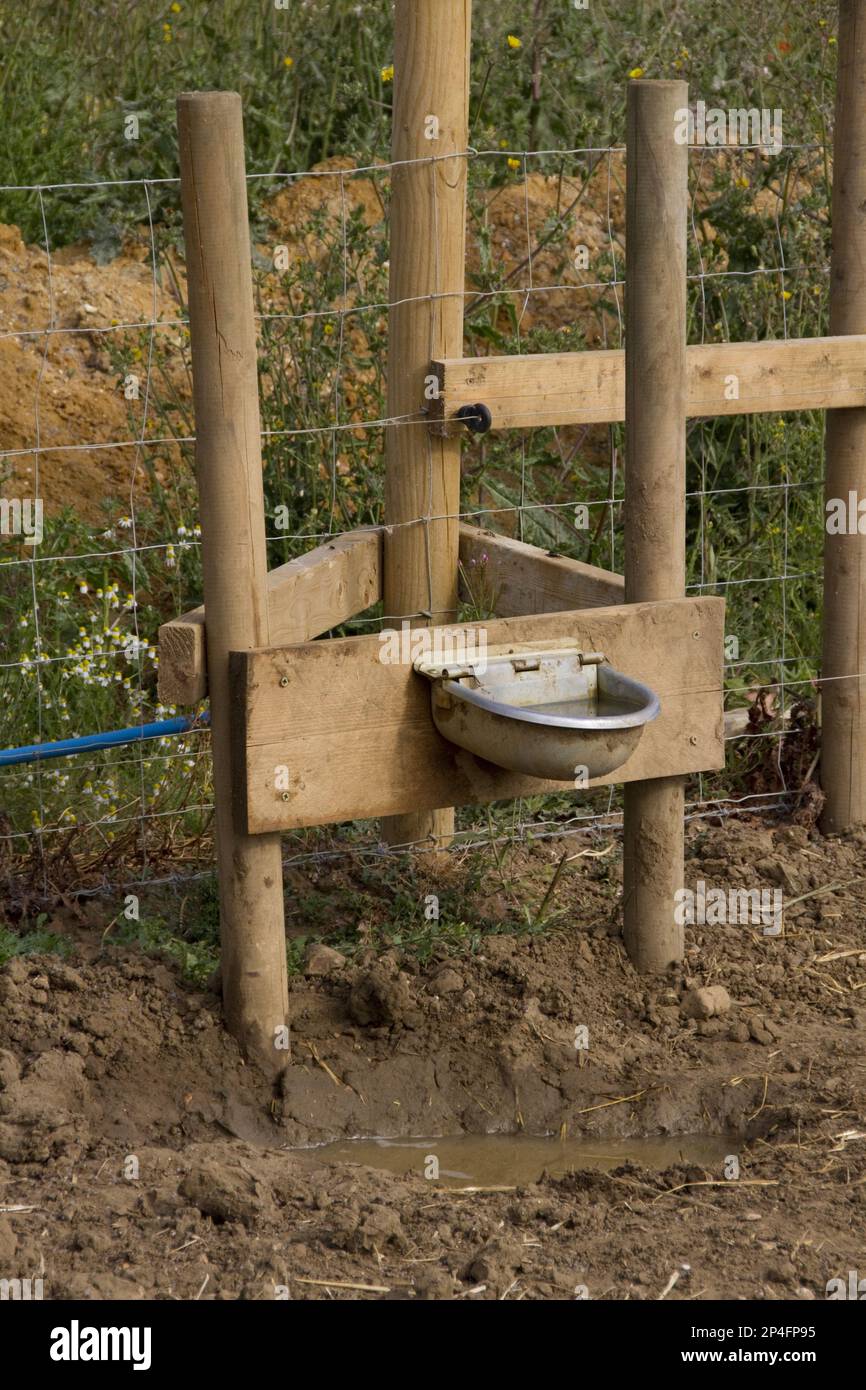 Automatic animal waterer Stock Photo - Alamy