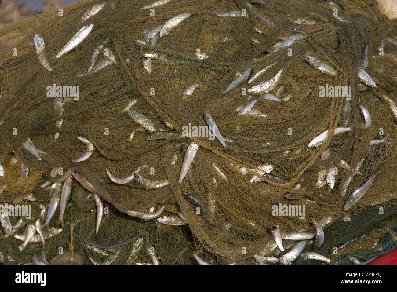 World fish catch hi-res stock photography and images - Alamy