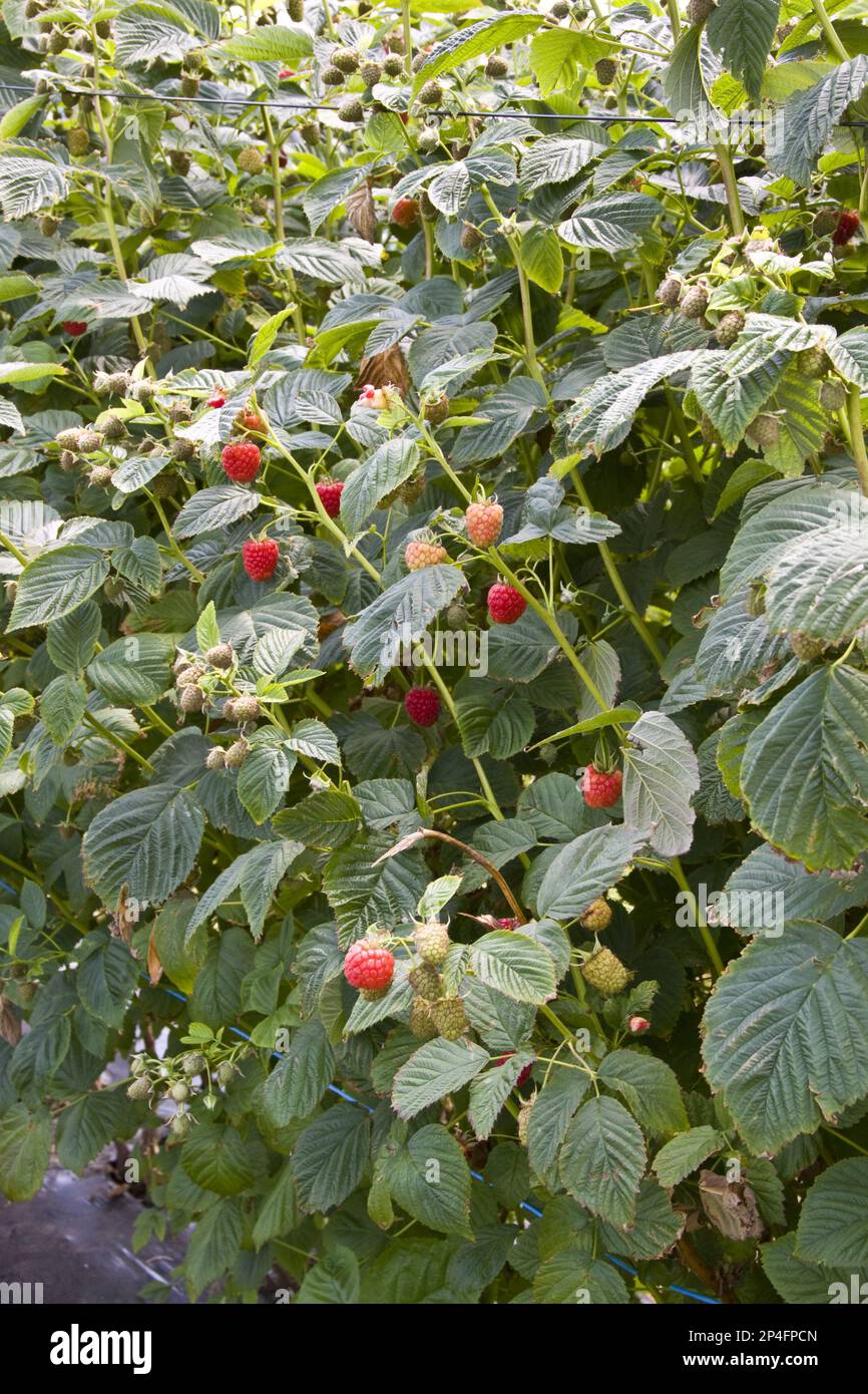 Raspberry plants with fruiting notes borne by the mesh plant Stock ...