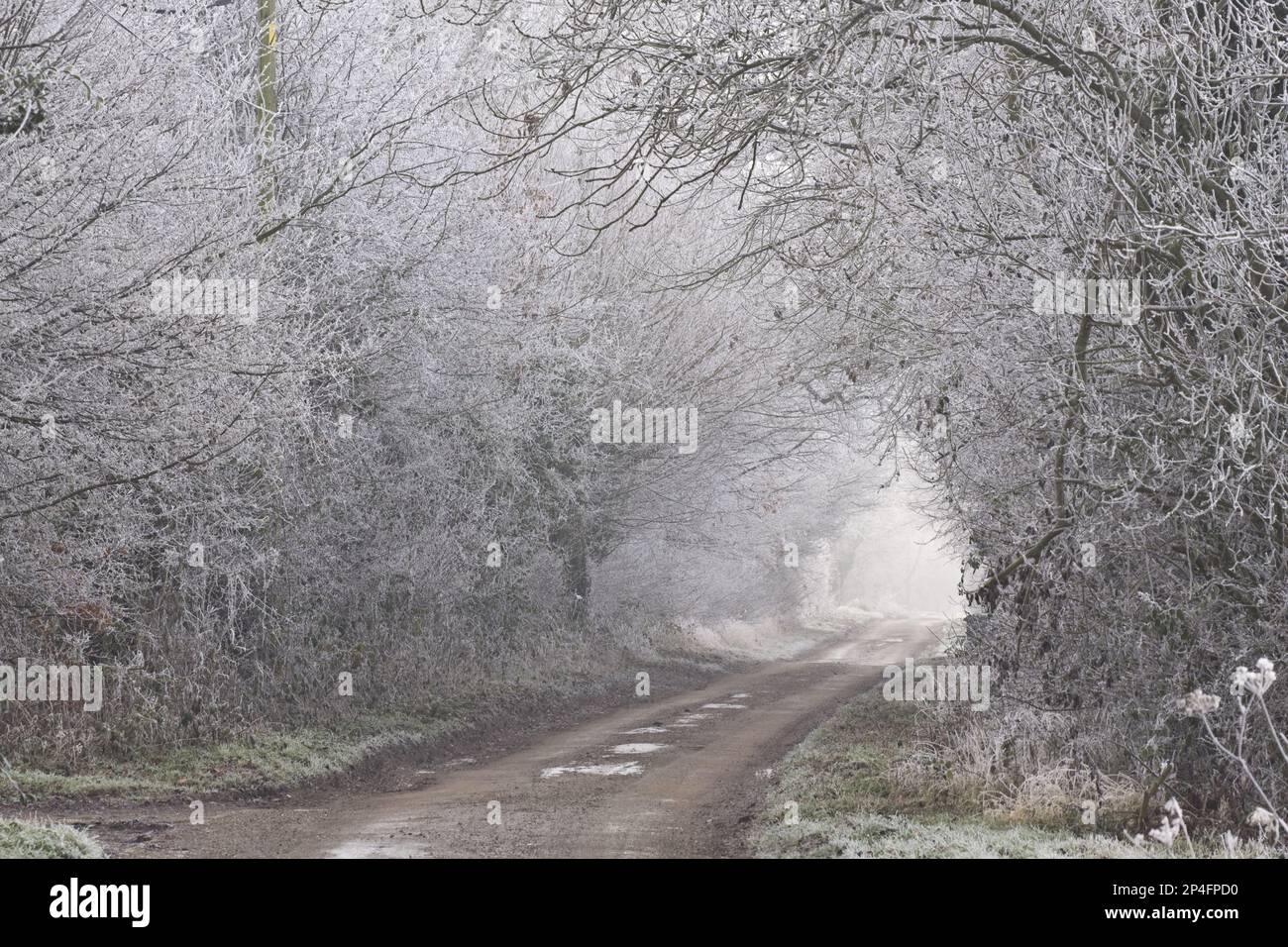 Field path with frost, Wetheringsett, Suffolk, England, United Kingdom ...