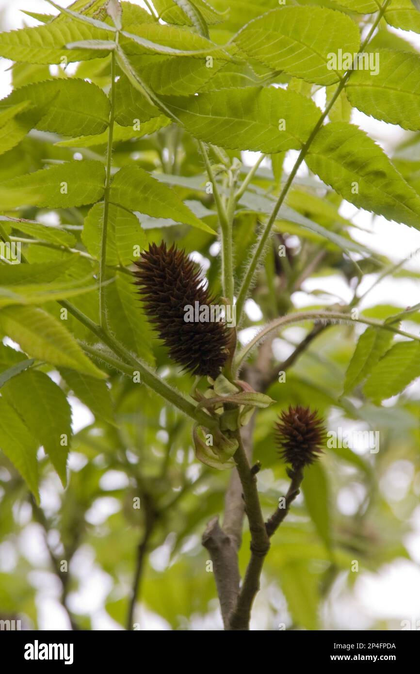Cone nut, walnut family, platycarya strobilaceae leaf and old fruit ...