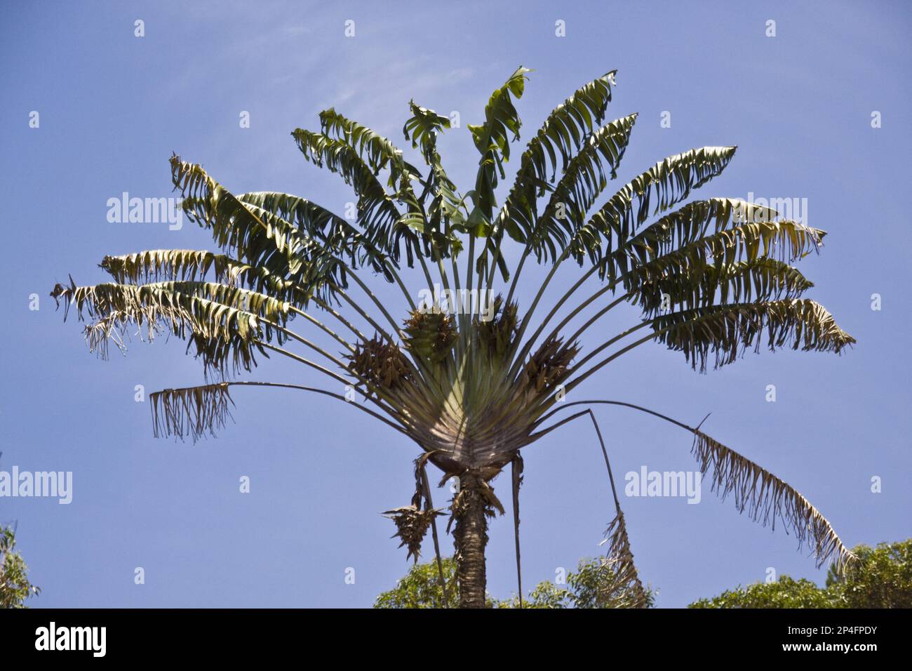 Tree of the travellers, Strelitzia family, travellers palm tree ...
