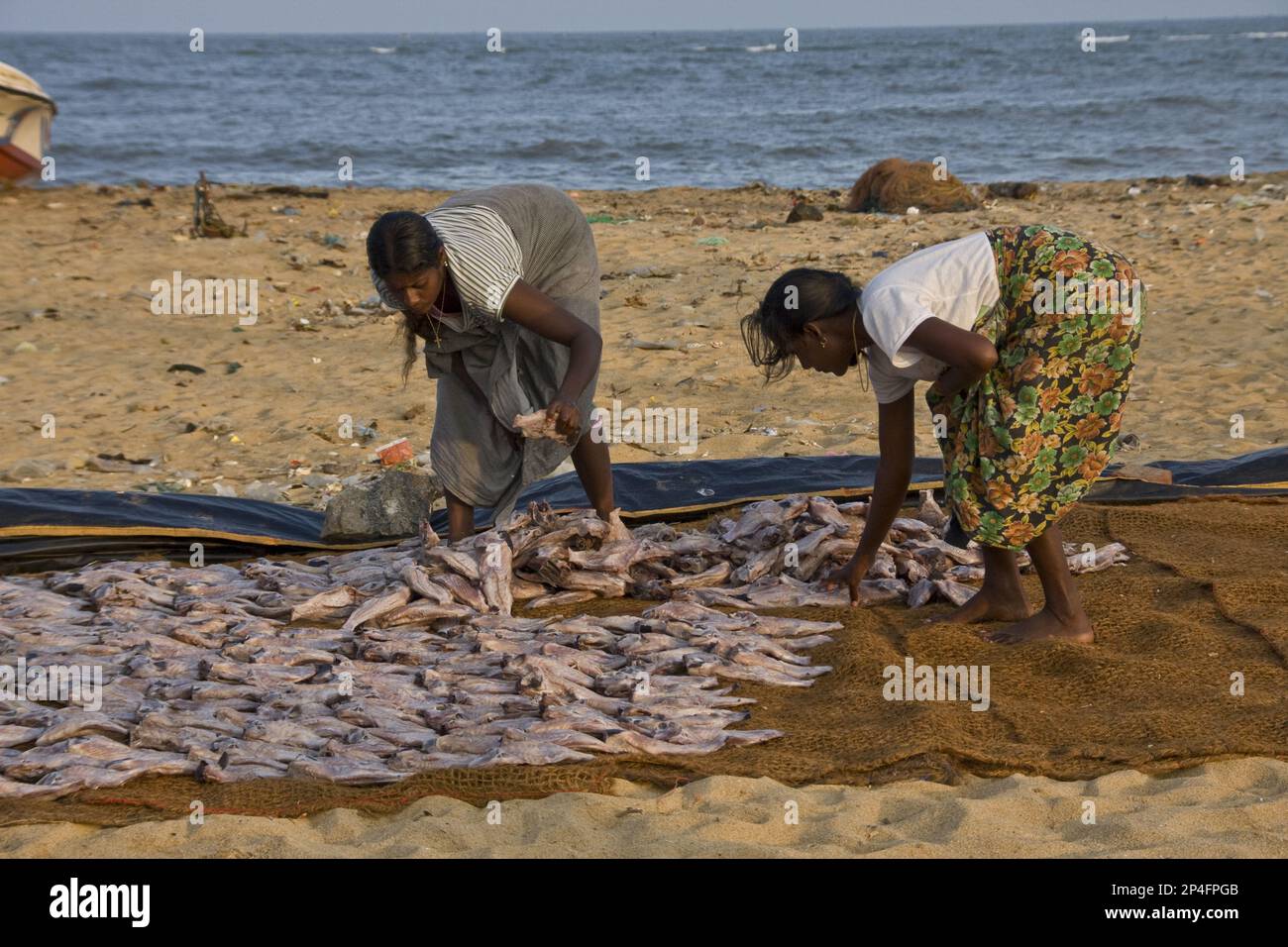 Spreading fish to dry on the beach in Negombo, Sri Lanka Stock Photo ...