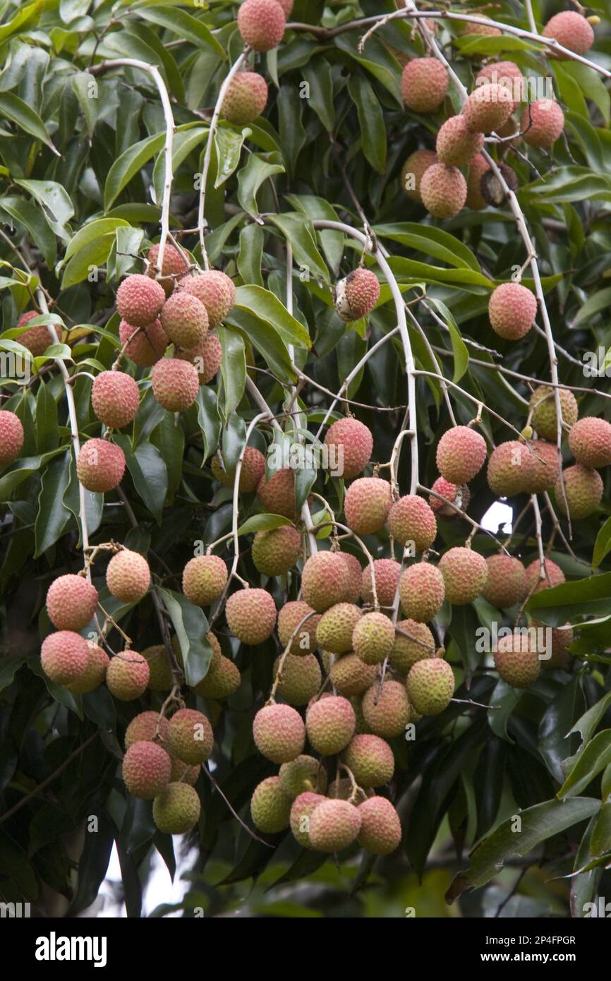 Litchi fruit growing on the tree, Madagascar Stock Photo - Alamy