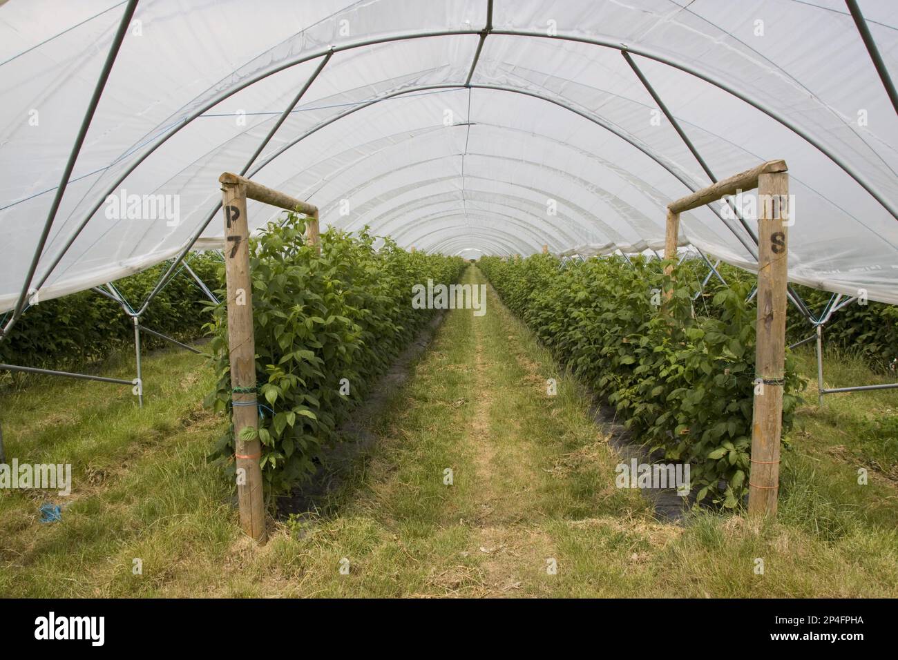 Maravilla raspberries grow in a polly tunnel Stock Photo - Alamy