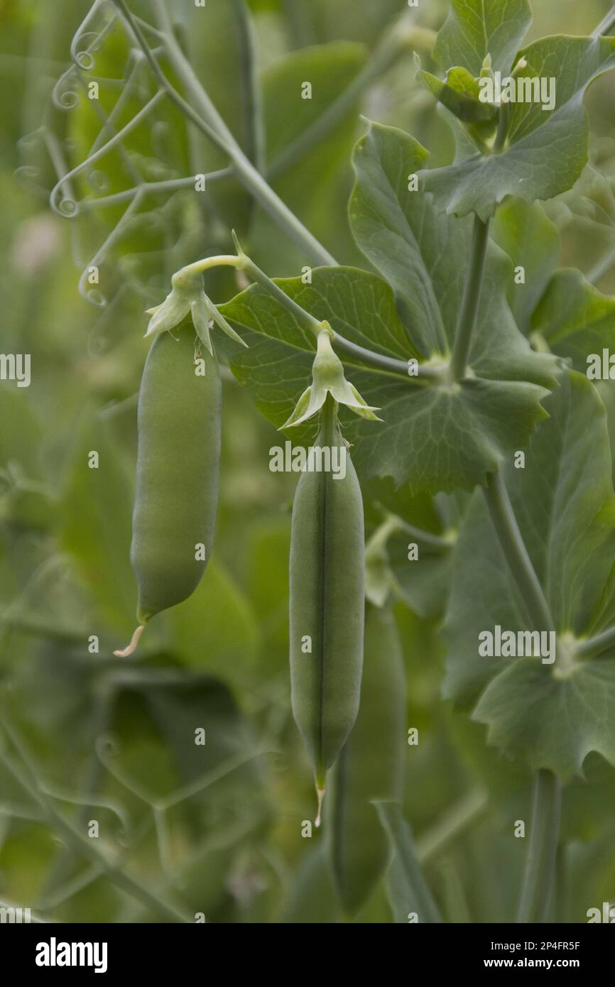 Ready to pick peas in pods Stock Photo - Alamy