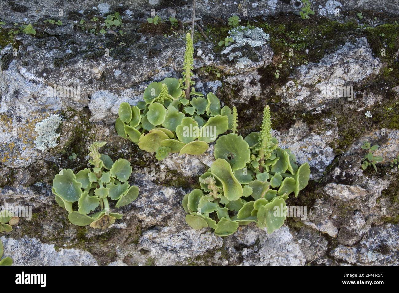 Navelwort, pennywort or wall pepperwort, Umbilicus rupestris, is a ...