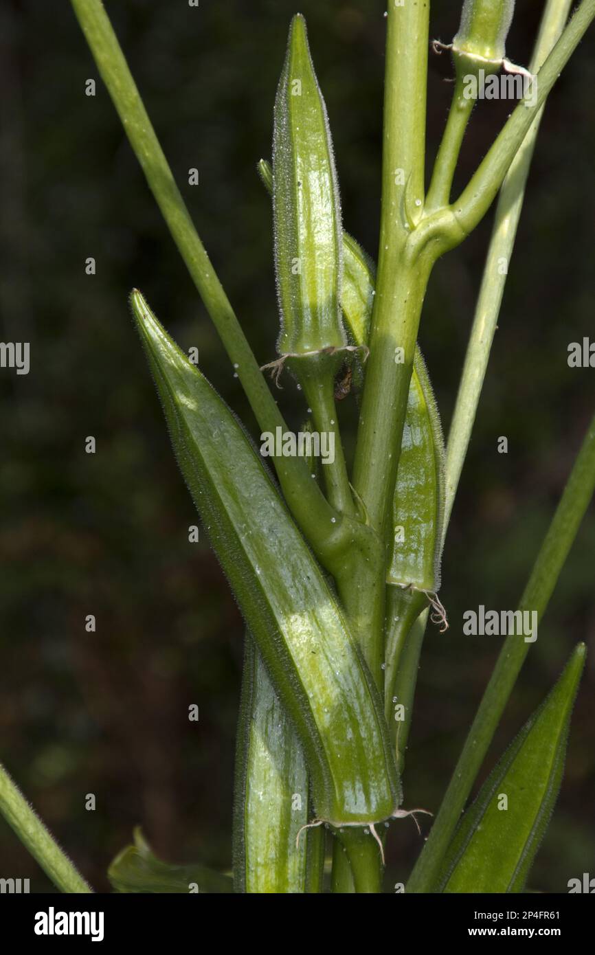 The okra is prized for its edible green seed pods. Originating from ...