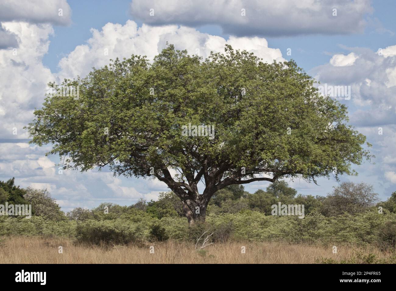 Amarula (Sclerocarya birrea) is a cream liqueur manufactured in South ...