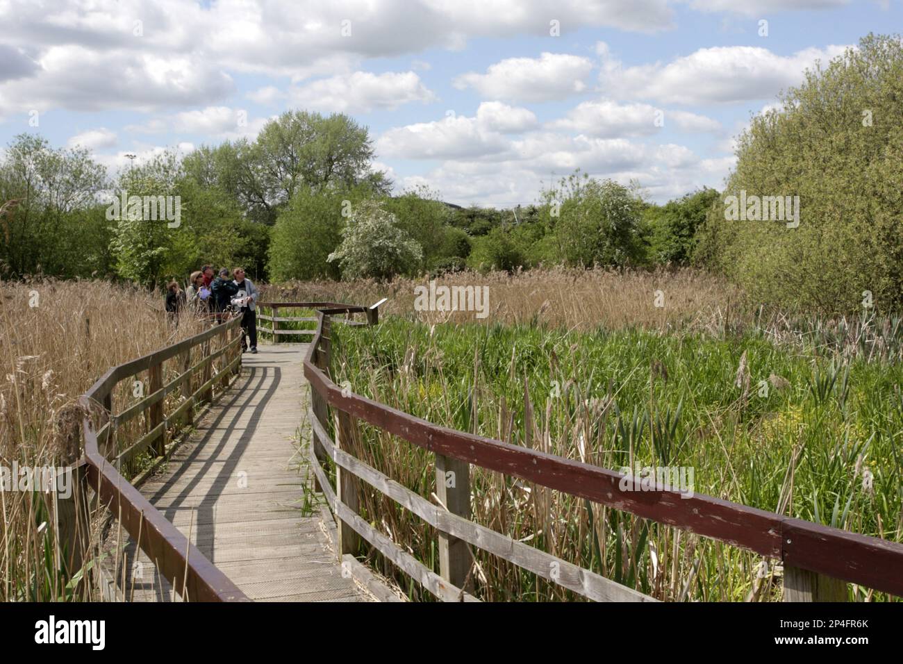 Birdwatcher on a boardwalk through reeds in flooded former gravel pit ...