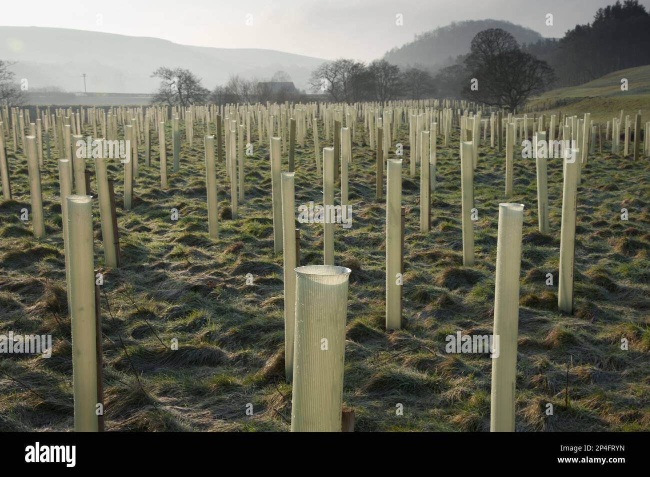 Newly planted tree saplings protected with plastic sleeves, planted on ...
