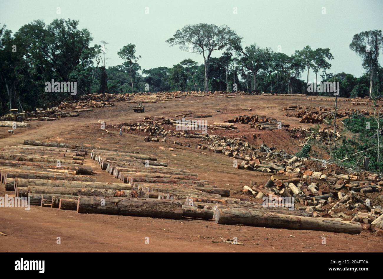 Destruction of tropical moist forests, felled tree trunks and logs in ...