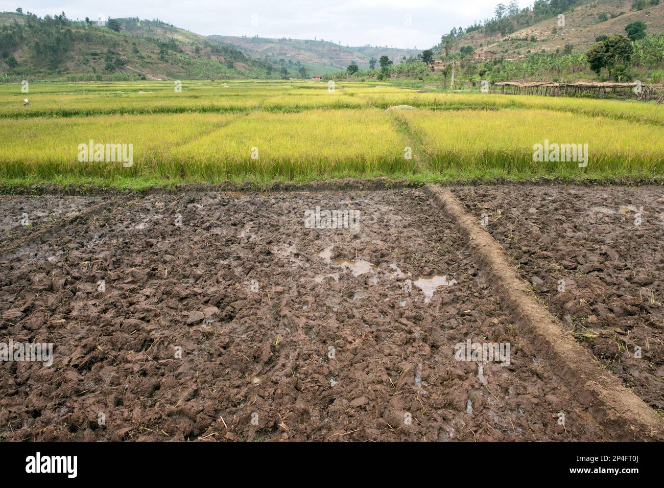 Asian rice (Oryza sativa), view of rice paddies, Rwanda Stock Photo - Alamy