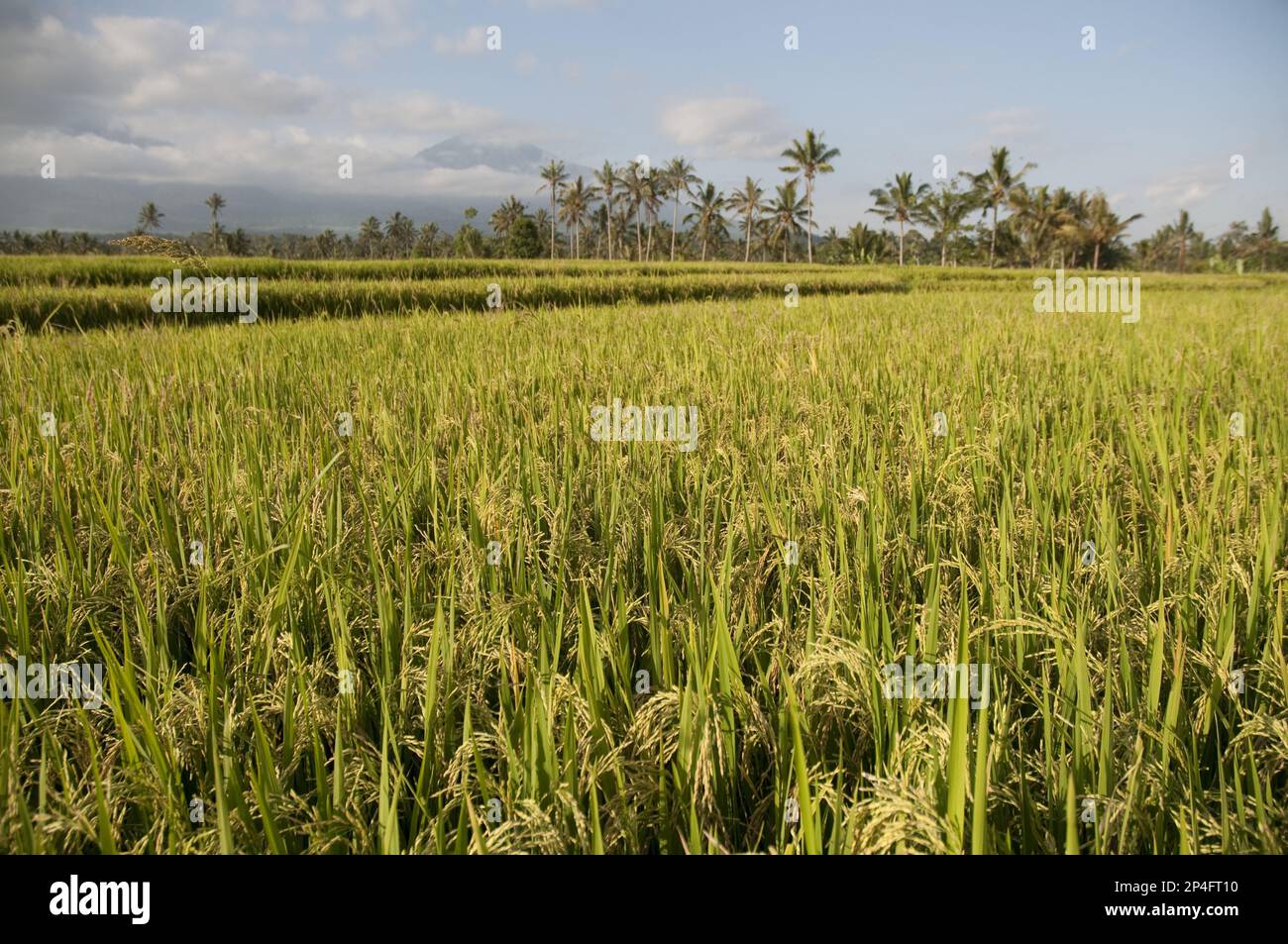 Asian rice (Oryza sativa), view over the rice field, with volcano in ...