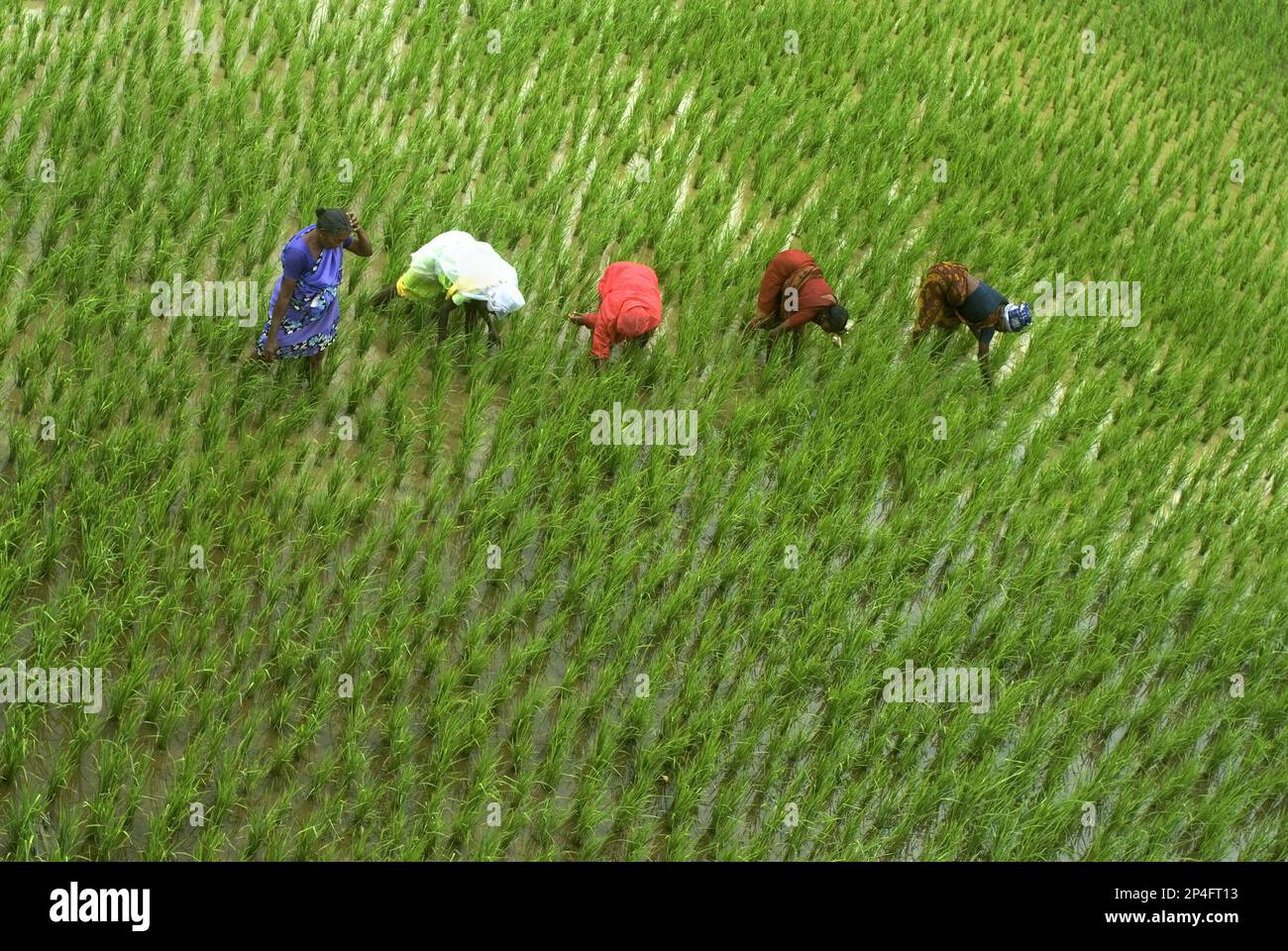 Asian rice (Oryza sativa), woman pulling weeds in rice paddies ...