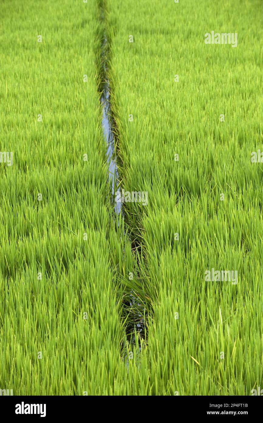 Asian rice (Oryza sativa), crop, growing in a field with drainage ...