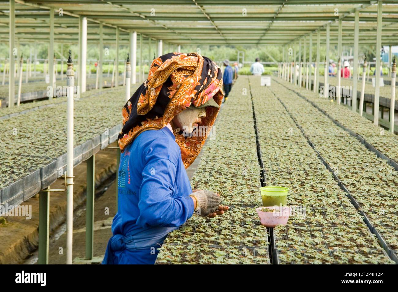 Employees with sunscreen working on a row of seedlings in the ...