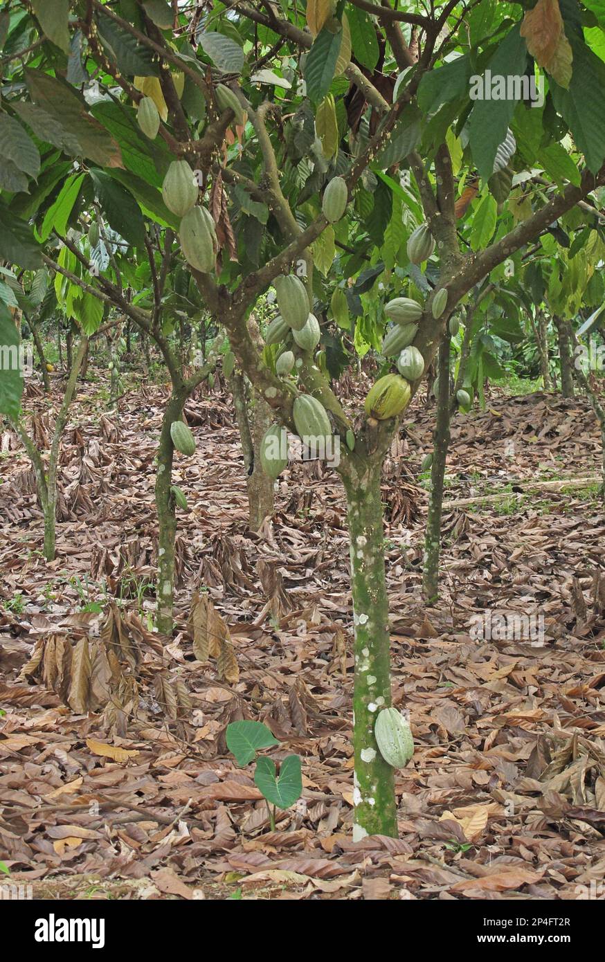 Cocoa tree (Theobroma cacao), pods growing on trees in plantations ...