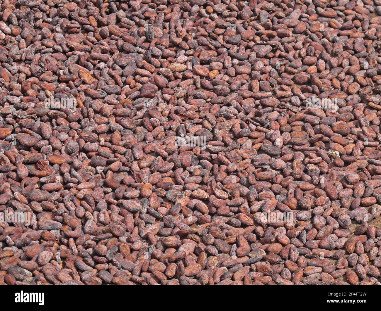 Cocoa tree (Theobroma cacao) harvest, close-up of beans in dry shell ...