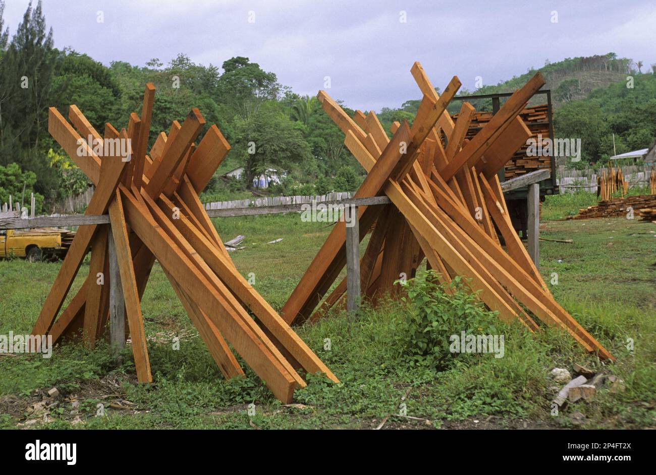 Swietenia macrophylla leaf hi-res stock photography and images - Alamy