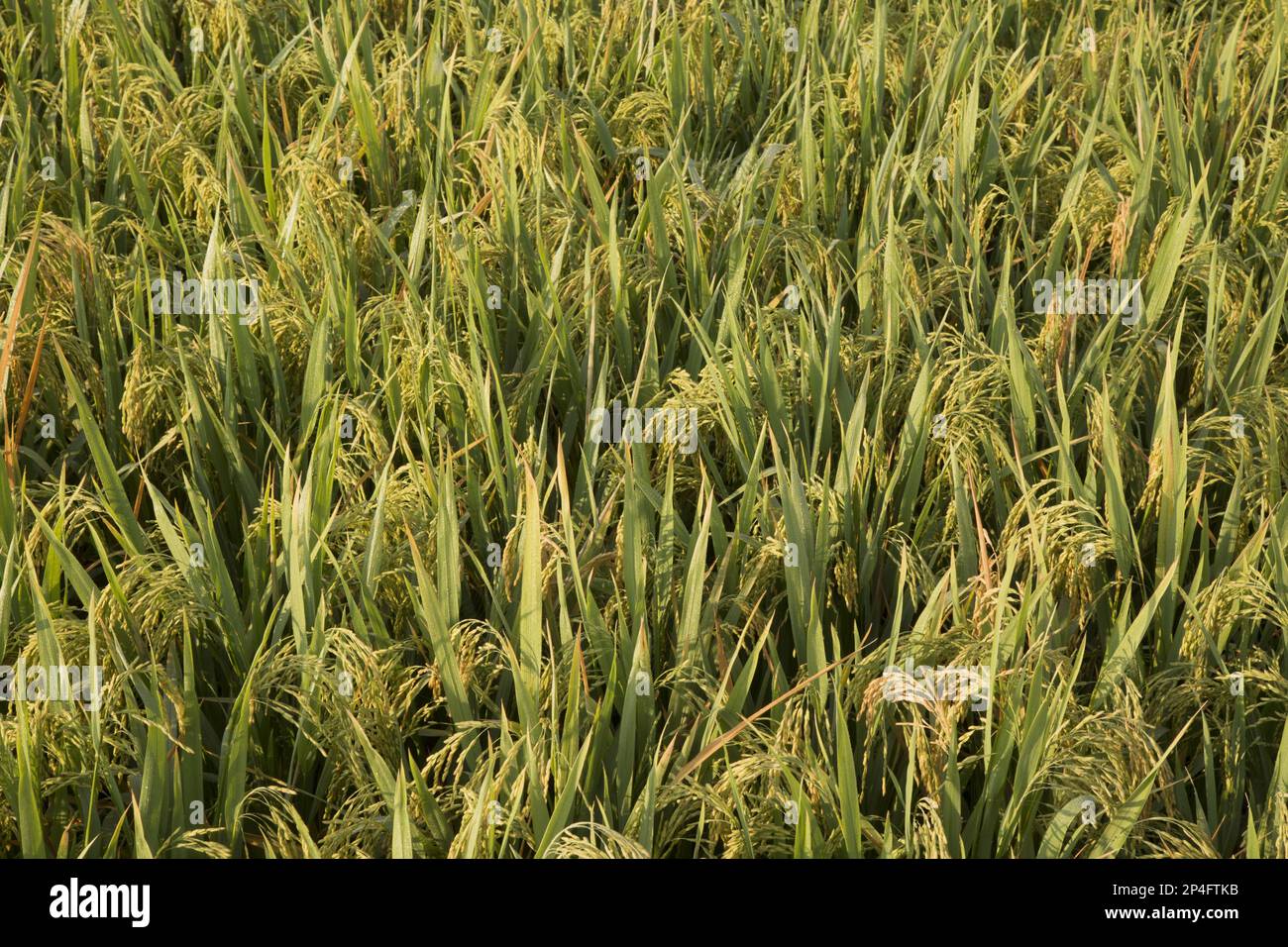 Asian rice (Oryza sativa), seedlings ready for harvest, Guilin, Guangxi ...