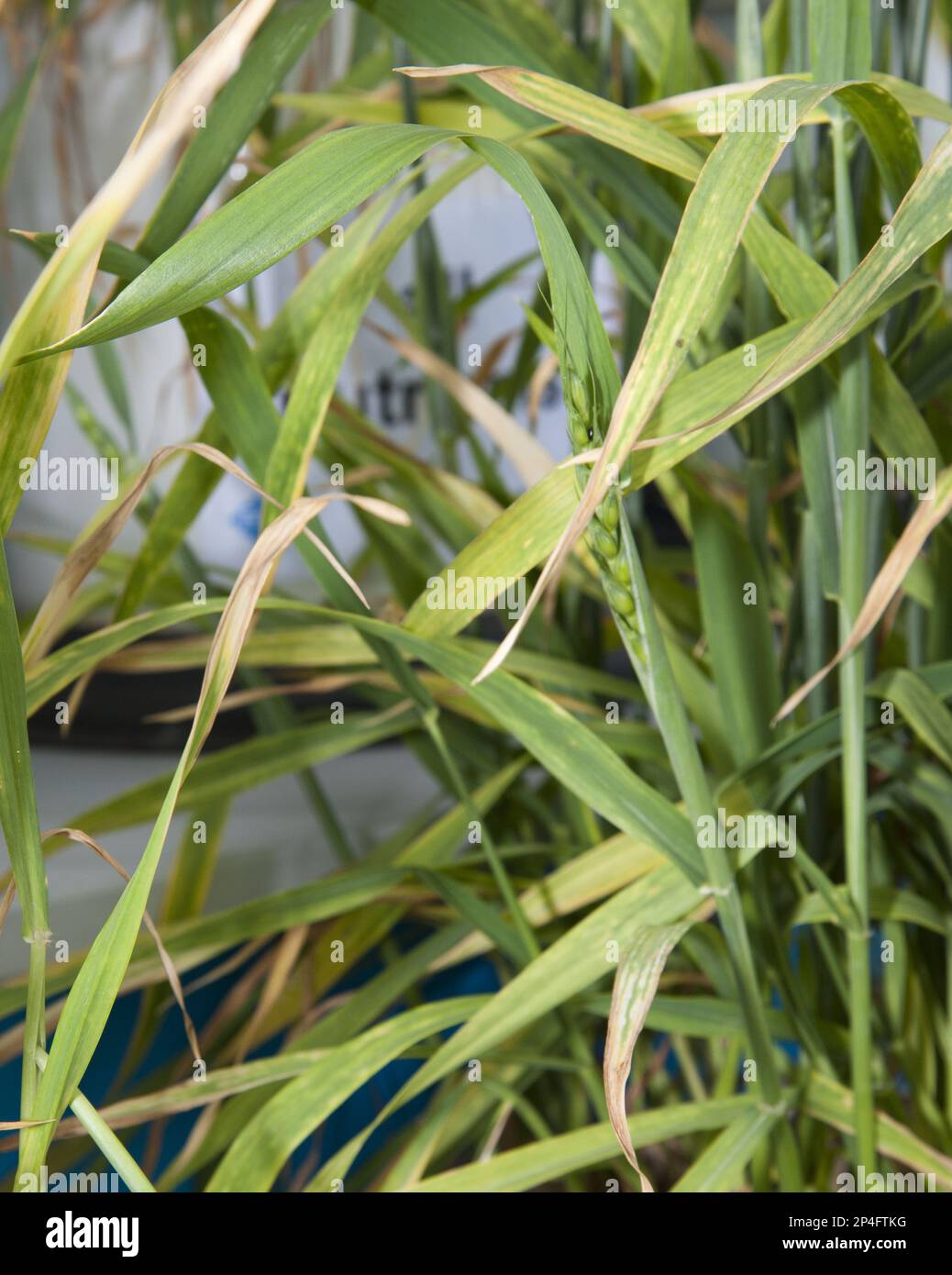 Magnesium deficiency in wheat (Triticum aestivum), close-up of the ...