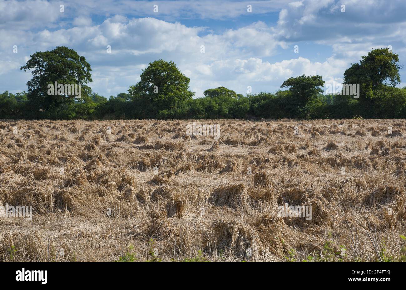 Wheat (Triticum aestivum) lodged crop, flattened during wet weather ...