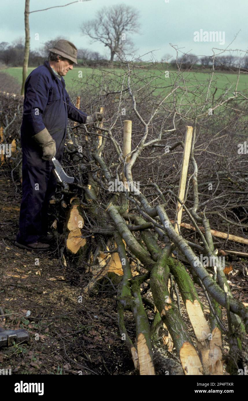 Laying human hedges, England, United Kingdom Stock Photo - Alamy