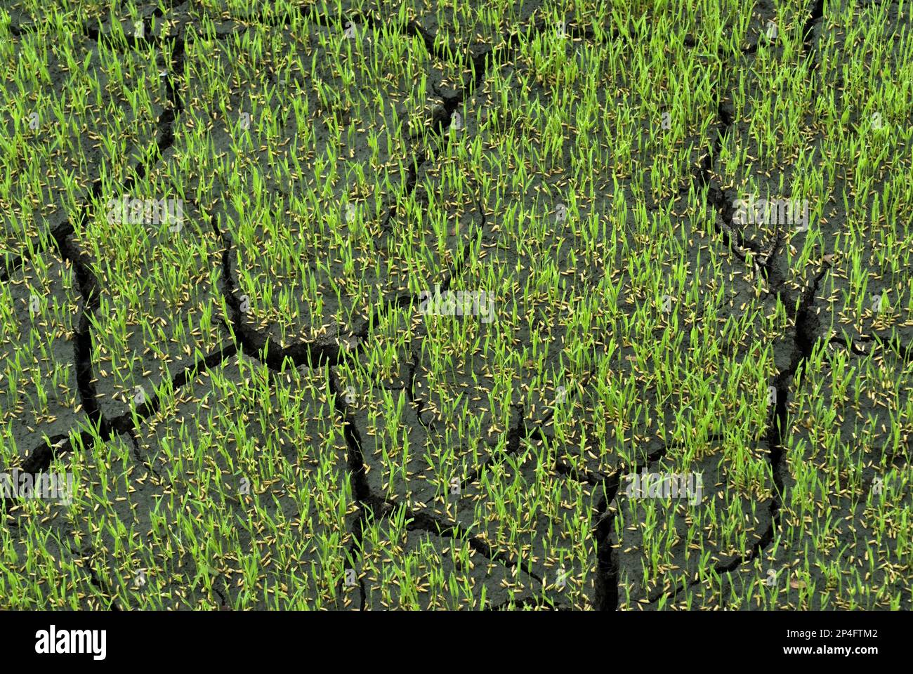 Asian rice (Oryza sativa), germinating seeds in paddy field, Theni ...