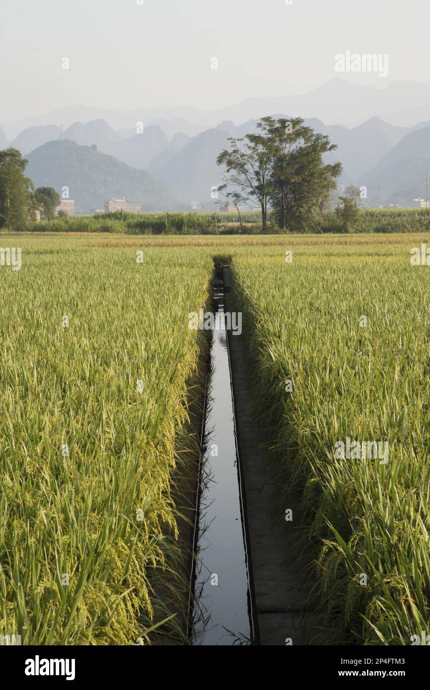 Asian rice (Oryza sativa) growing in rice paddies with a water channel ...