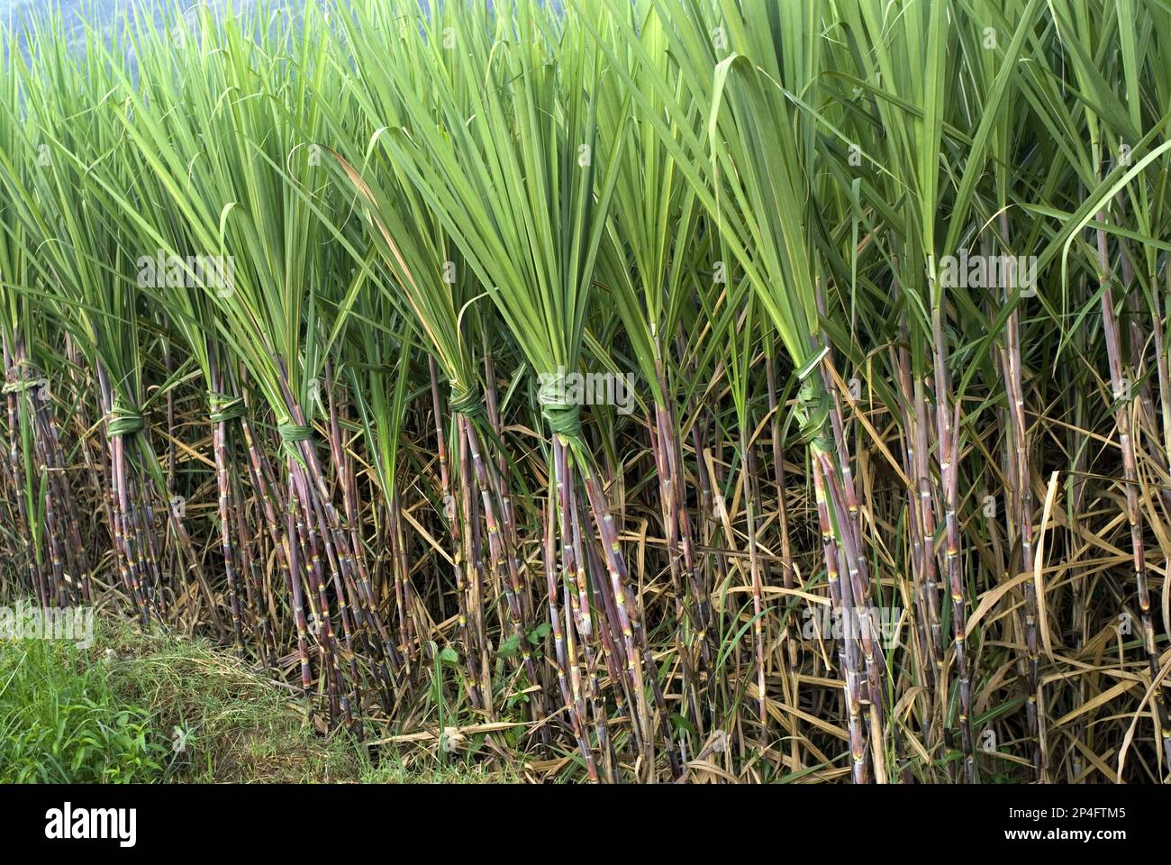 Sugar cane (Saccharum officinarum), plants tied together to prevent ...