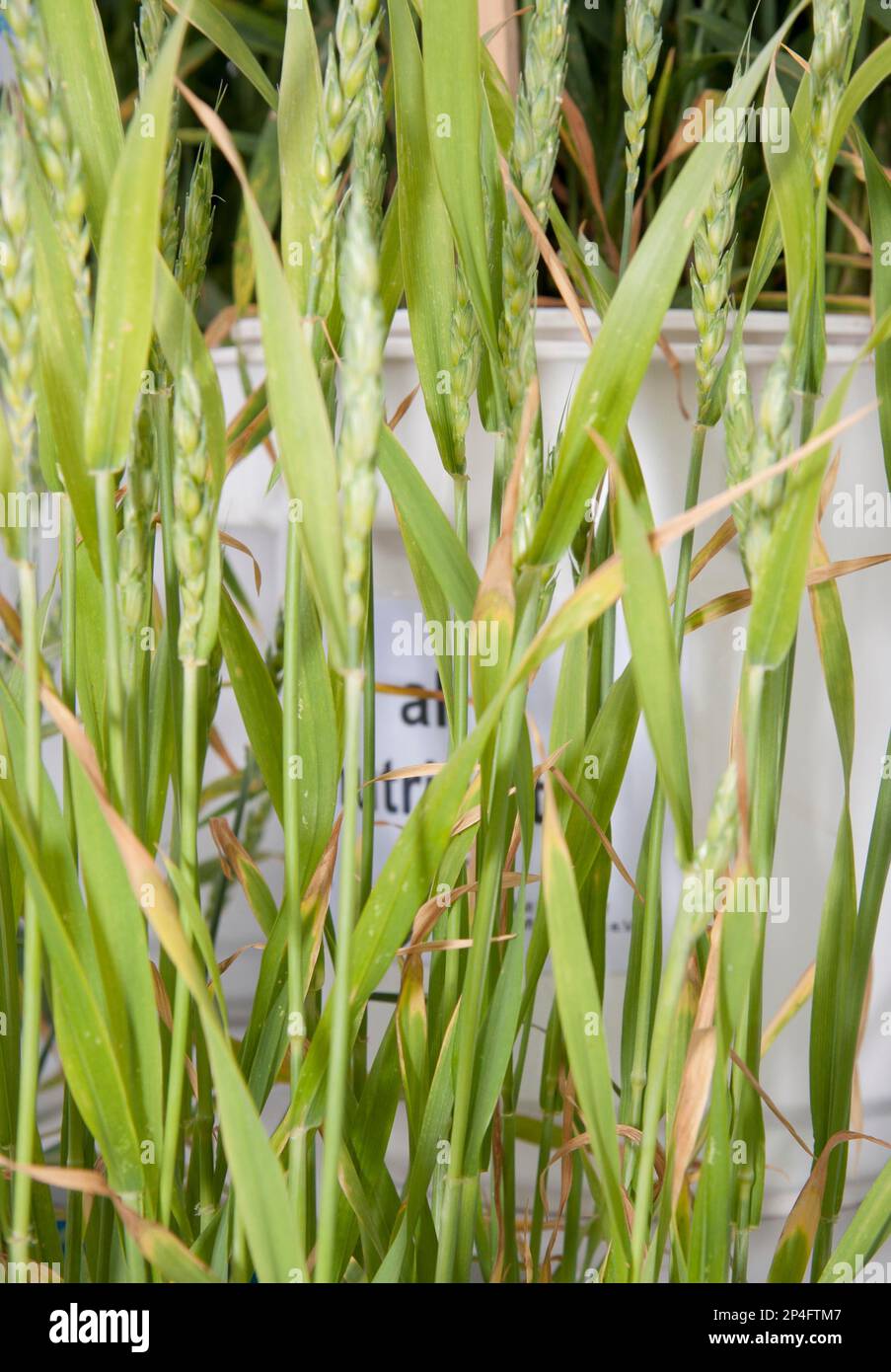 Deficiency sulphur hi-res stock photography and images - Alamy