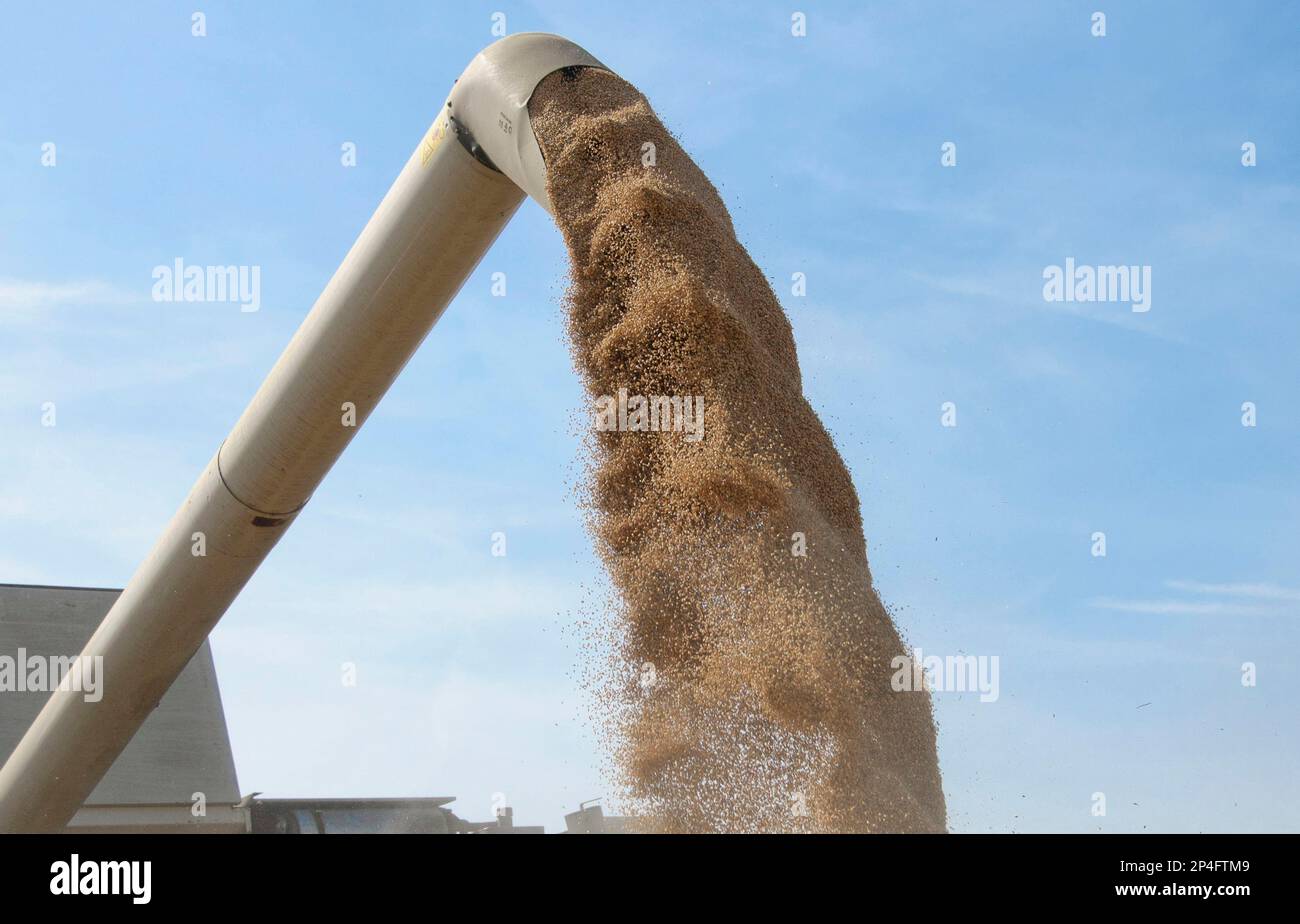 Wheat loading hi-res stock photography and images - Alamy